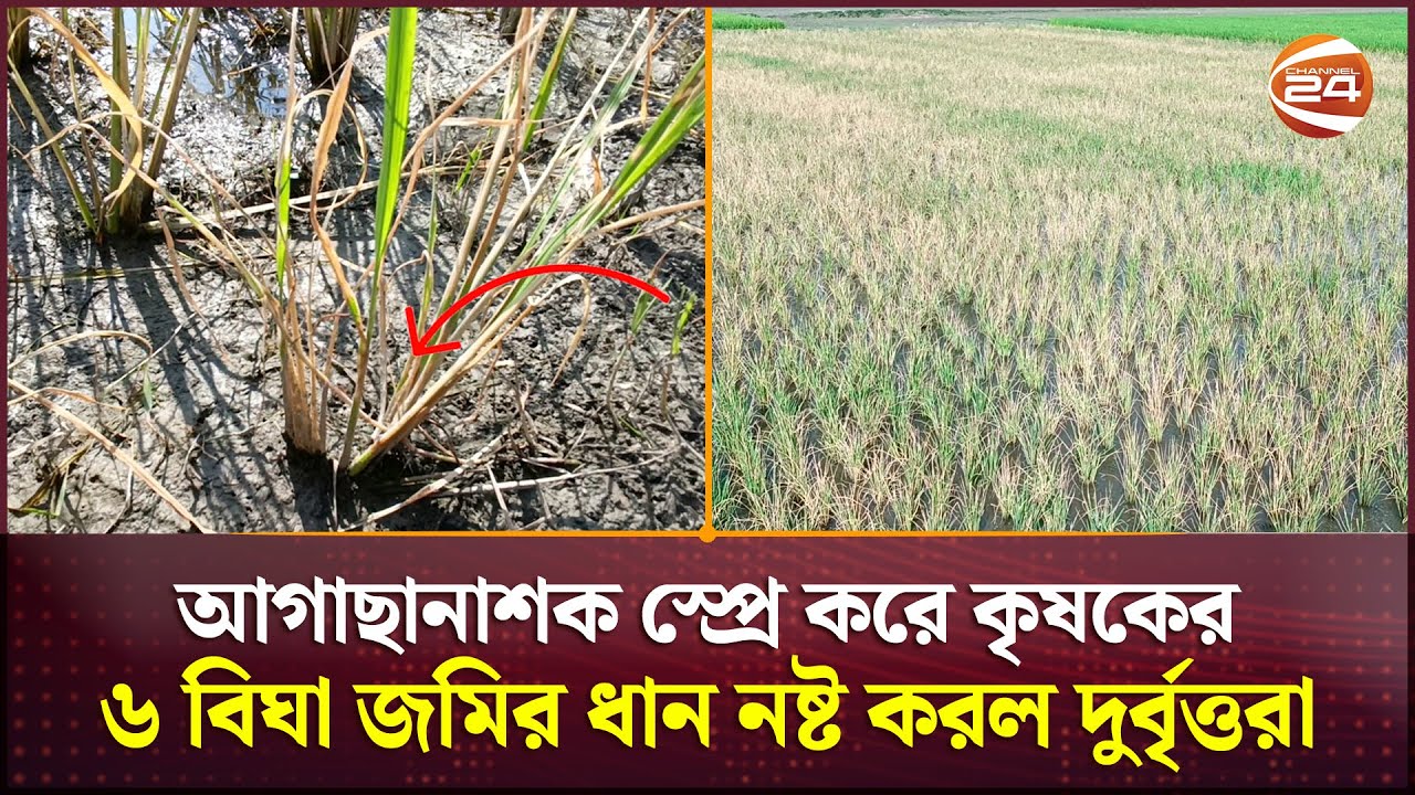আগাছানাশক স্প্রে করে কৃষকের ৬ বিঘা জমির ধান নষ্ট করল দুর্বৃত্তরা ...