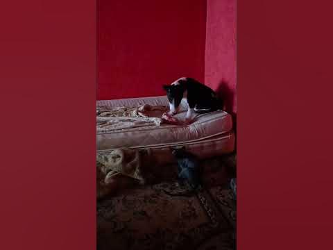 Баська в гостях у Бары часть 2🐱🐶😊 - YouTube