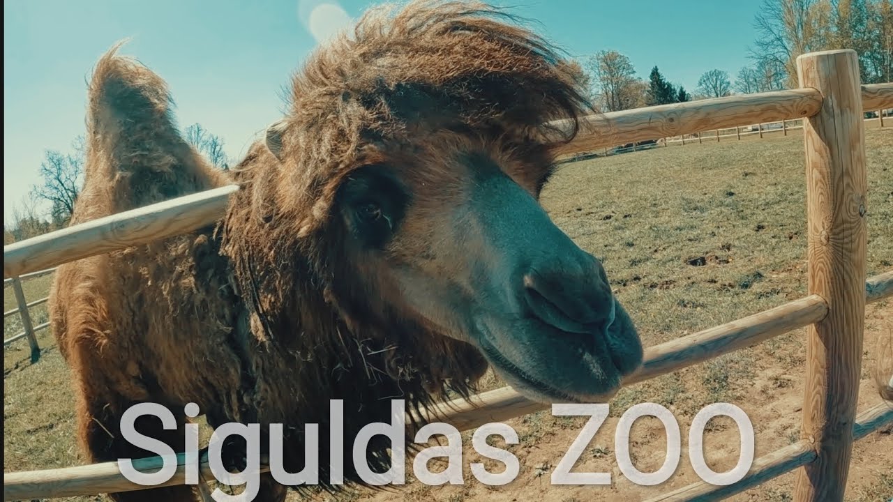 Siguldas ZOO - YouTube