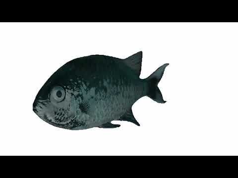 Very High Quality Funky Town - Spinning Fish Edition - YouTube