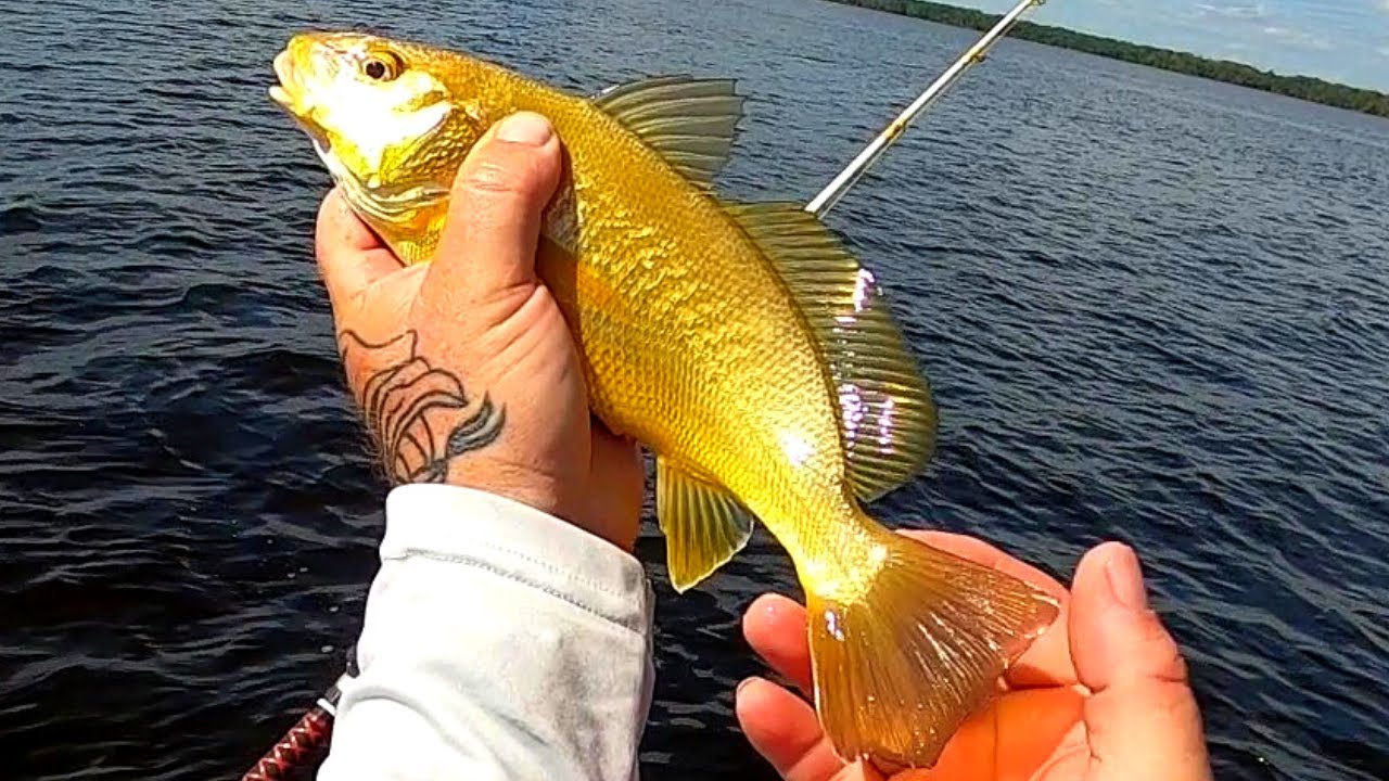 We Caught these DELICIOUS fish in an UNEXPECTED place**Catch and Cook ...