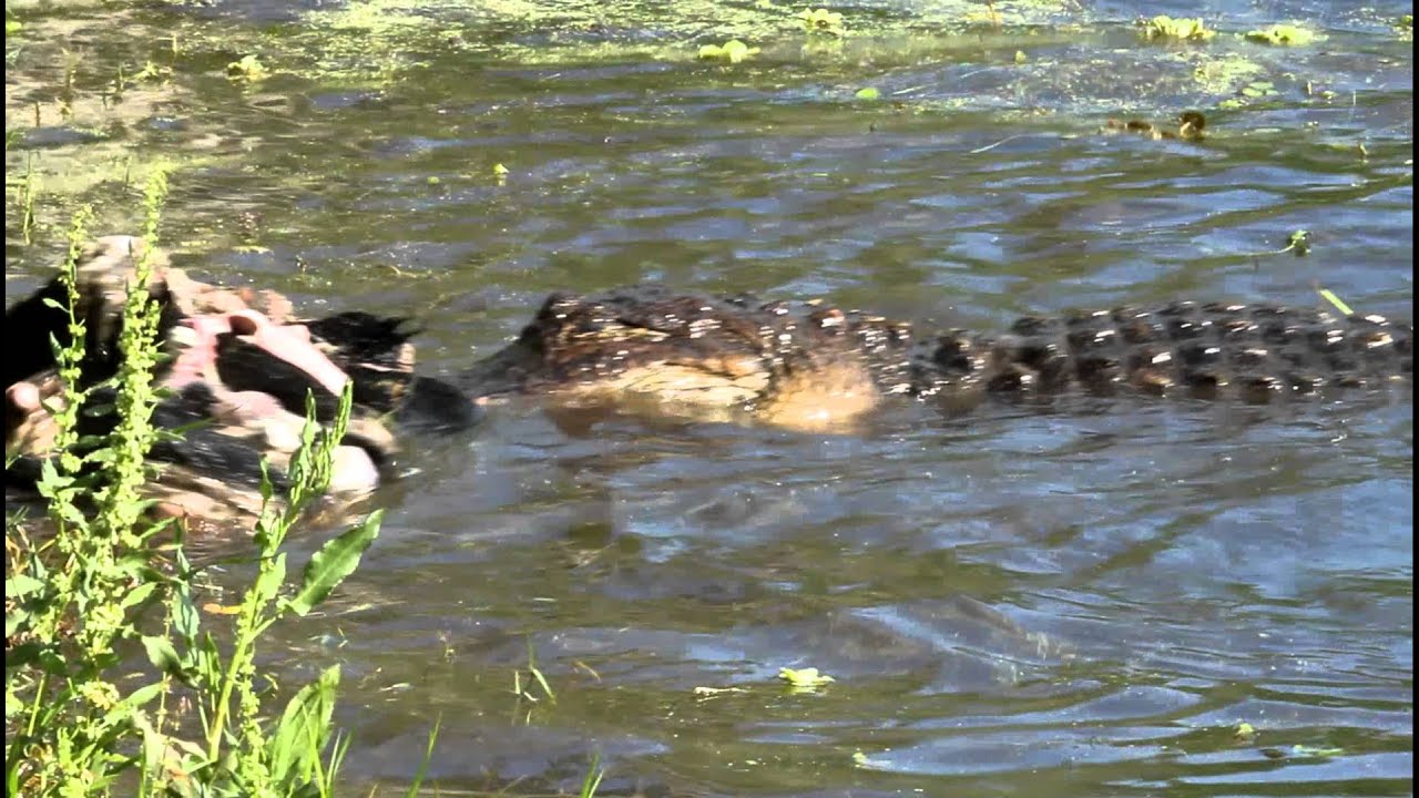 Alligator eating hog 2 - YouTube