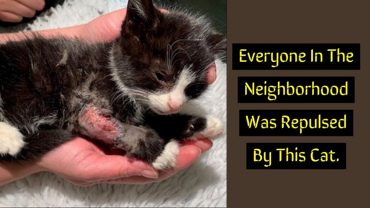 Everyone In The Neighborhood Was Repulsed By This Cat. - YouTube