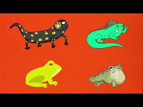 Amphibians for kids - Vertebrate Animals - YouTube