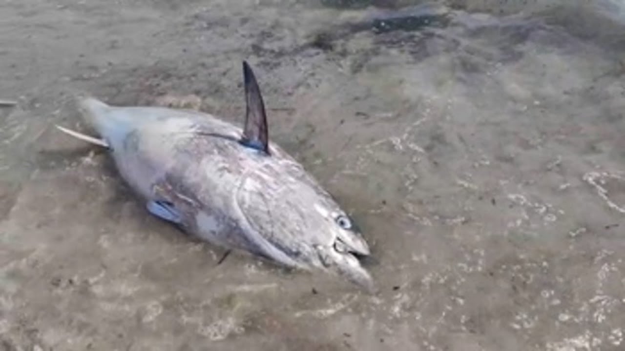 Otro atún muerto en una playa de La Manga - YouTube