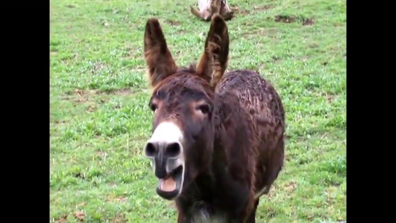 Fuzzy Donkey Man - YouTube