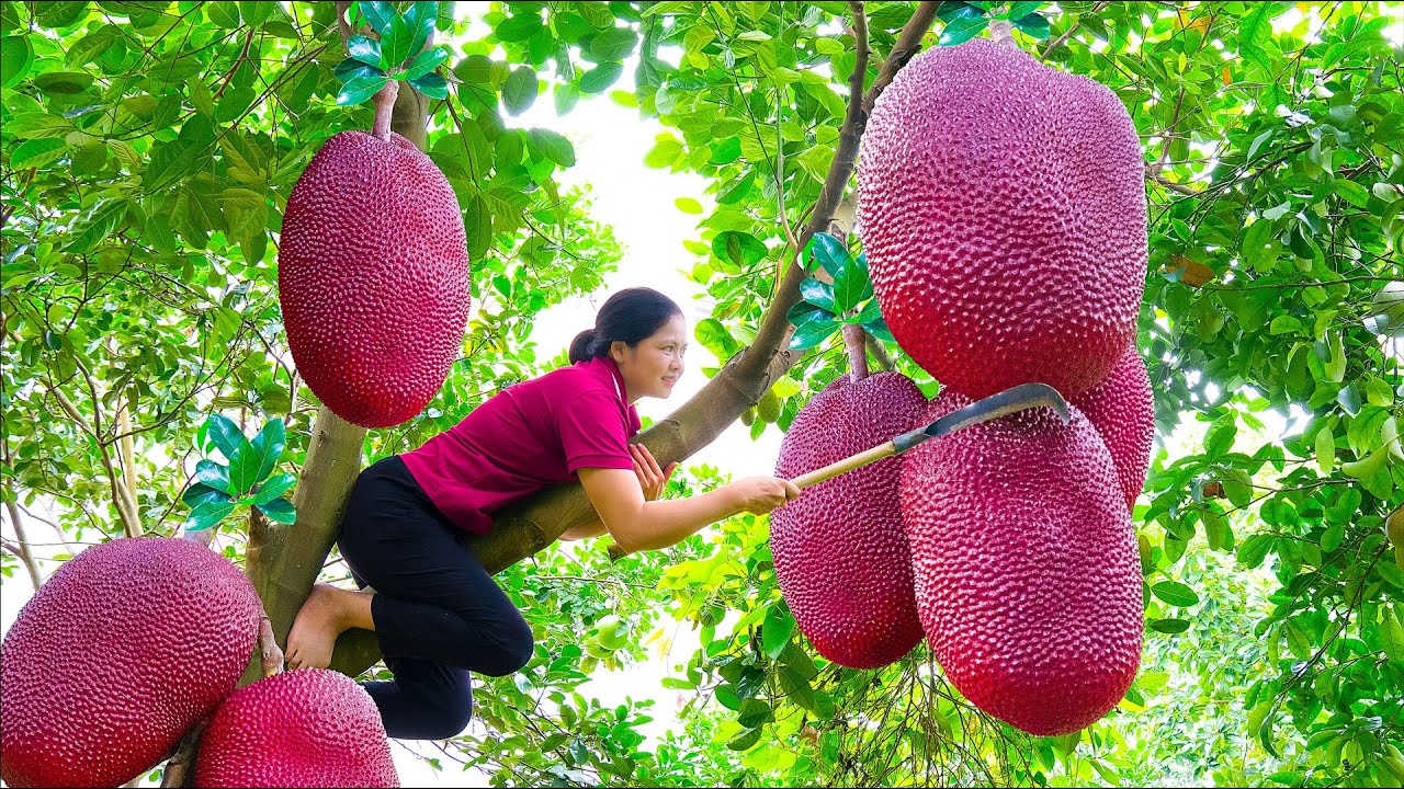 Harvesting Red Jackfruit - Make Jackfruit Sticky Rice Goes to the ...