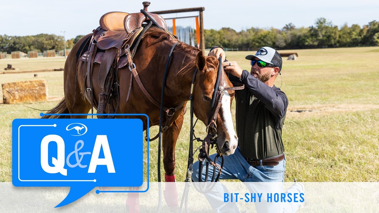 Working With a Bit-Shy Horse - Q&A - YouTube