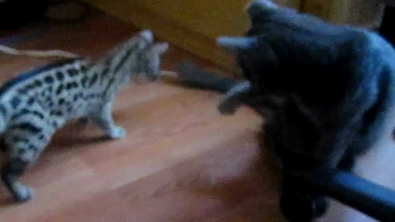 Genet Cat