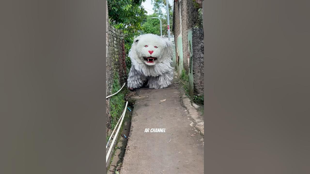 Bocil dikagetin sama can macanan - YouTube