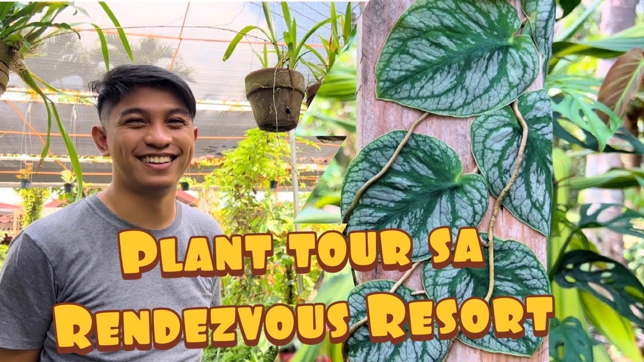 Plant tour Part 2 | Rendezvous Resort with Arjay Sarmiento - YouTube