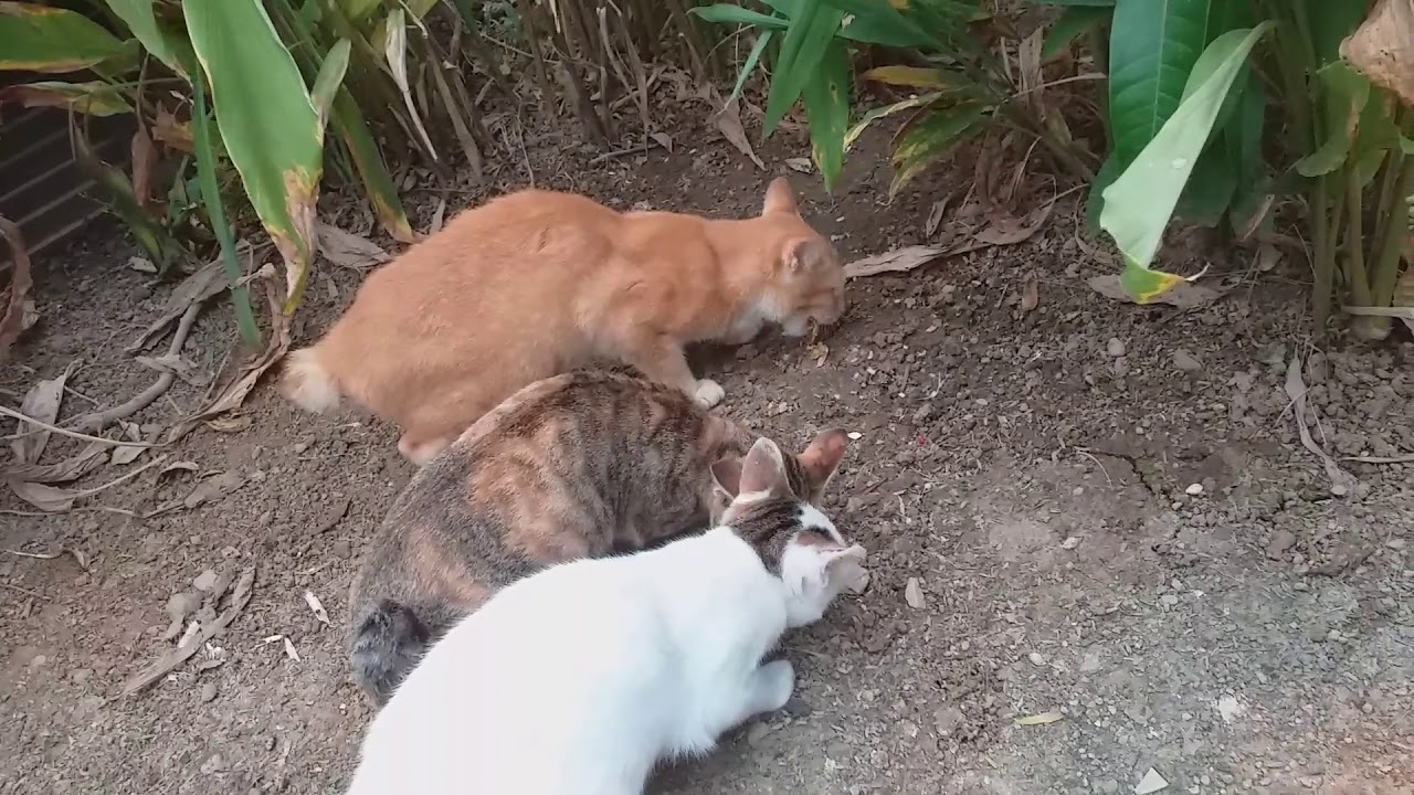 KUCING YANG TERLANTAR LAPAR - YouTube