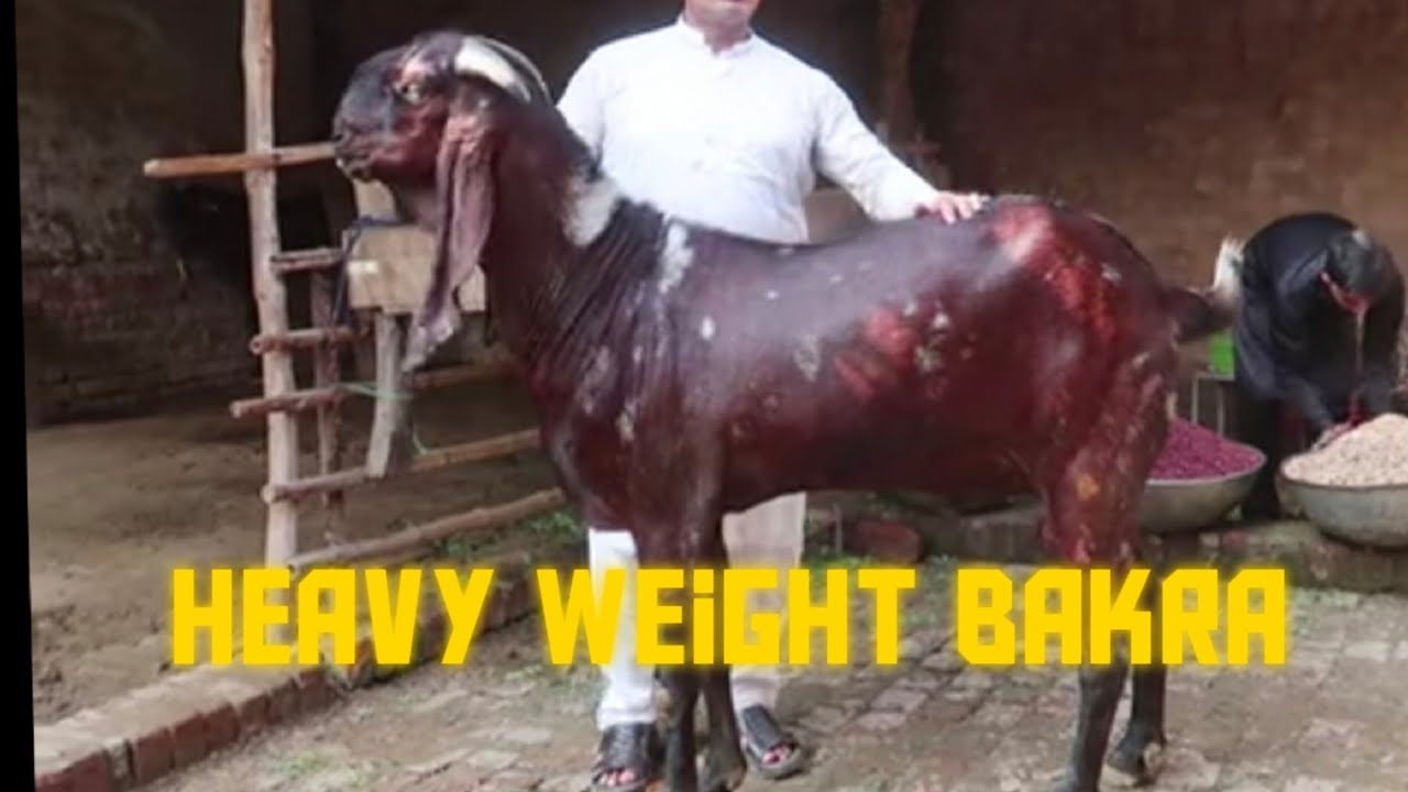 heavy weight bakra | Amritsari breeder bakra - YouTube
