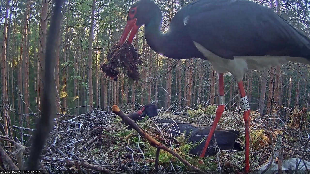 Must-toonekurg~Karl brings a lot of nest material~5:14 am 2021/05/29 ...