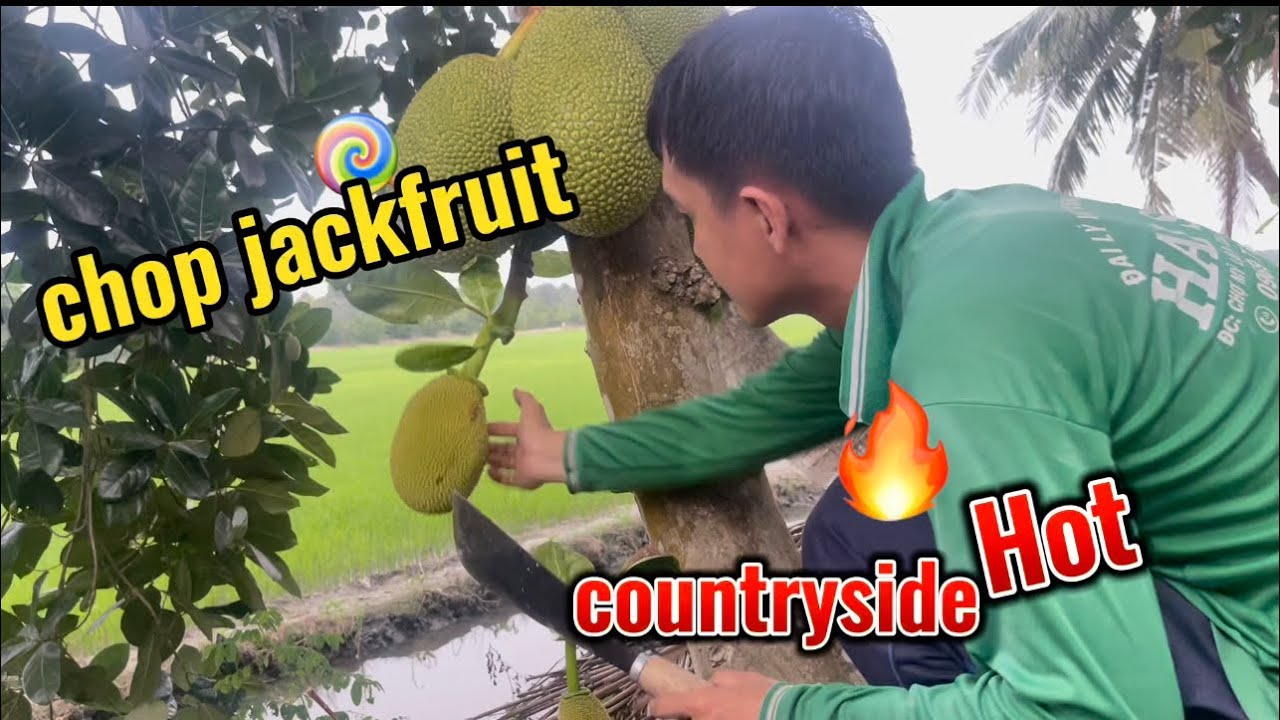 How people get rid of spoiled jackfruit - YouTube