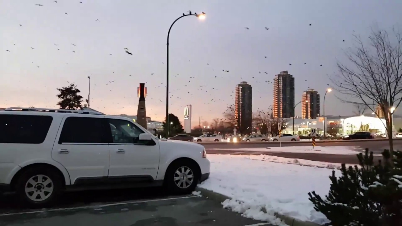 North Burnaby BC Canada Murder of crows cawing sound effects thousands ...