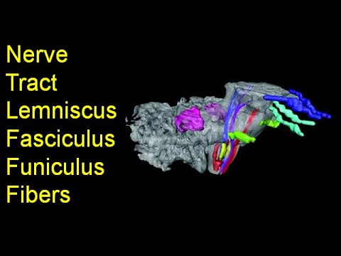 Nerve tract lemniscus fasciculus funiculus fibers - YouTube