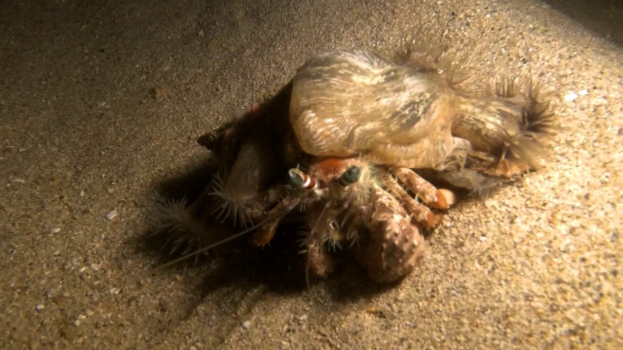 Night Dive at Tengan Pier, Okinawa, Japan 23 June 17 - YouTube