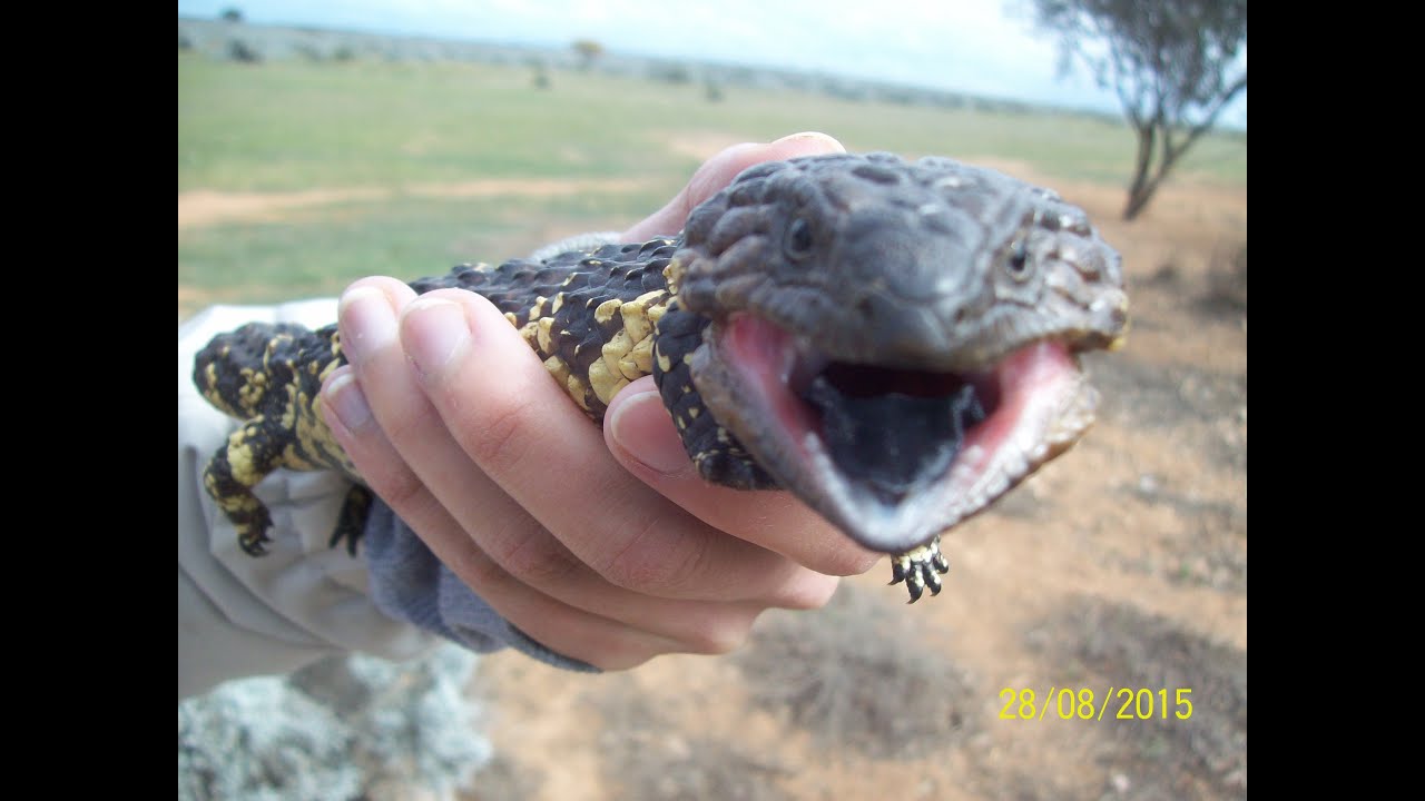 Sleepy Lizard behavioural ecology rundown - YouTube