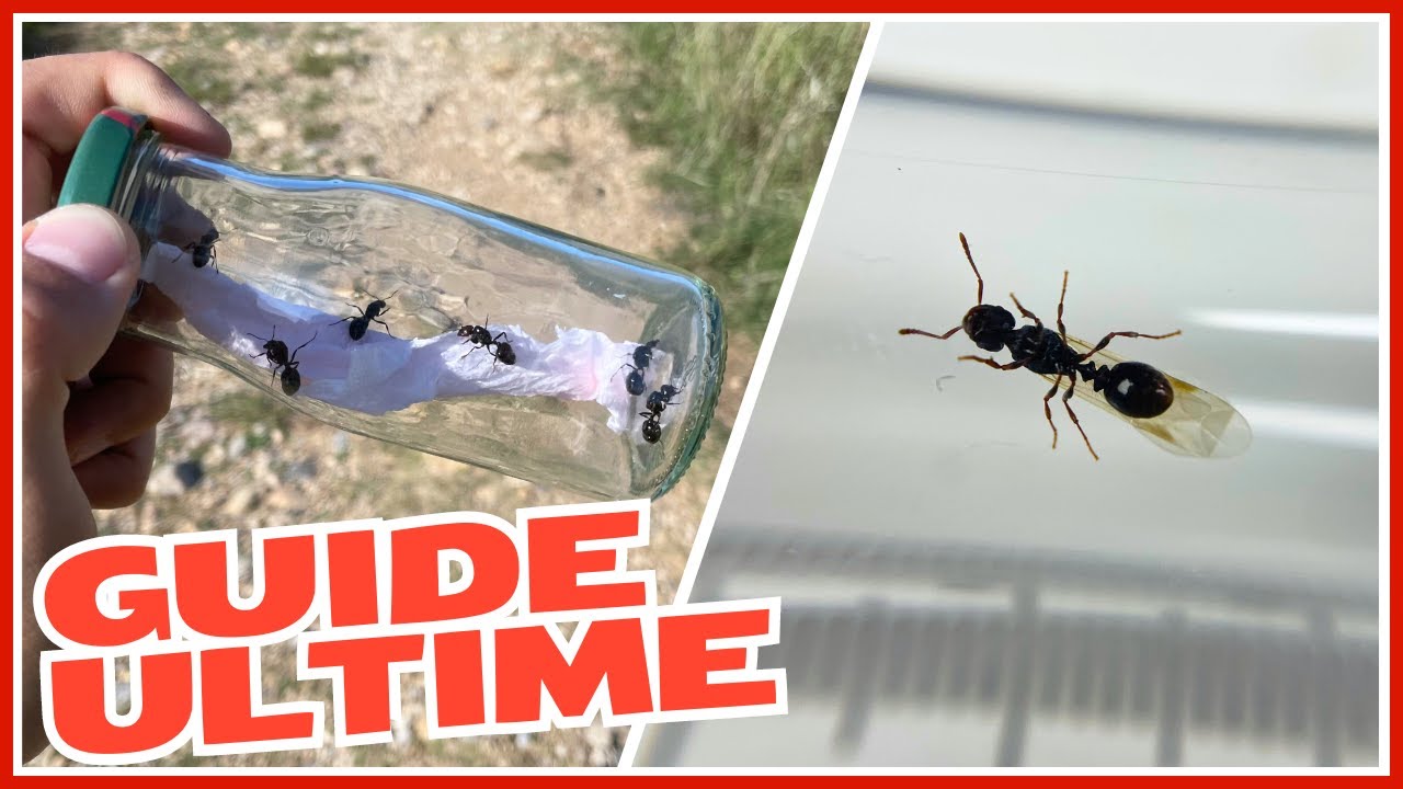 Comment trouver facilement des reines fourmis ? (pour créer un élevage ...