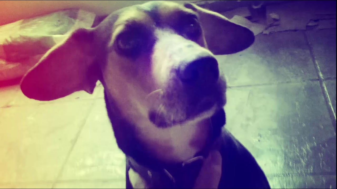 Soviet Doggo - YouTube