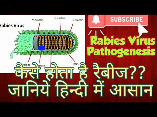 Rabies Virus 3d Model Rabies Virus #1 Greeting Card By Science Photo