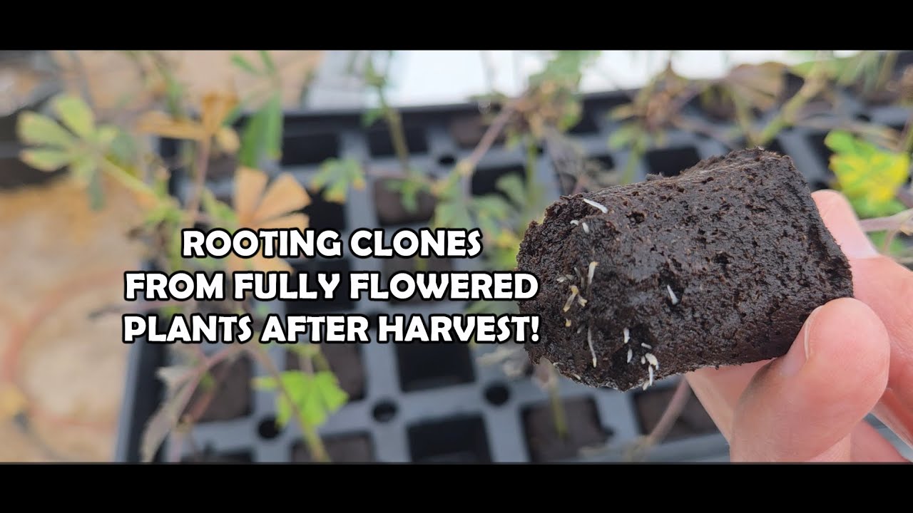 SAVING CUTS FROM ALREADY FLOWERED PLANTS! - ROOTING CLONES AFTER ...