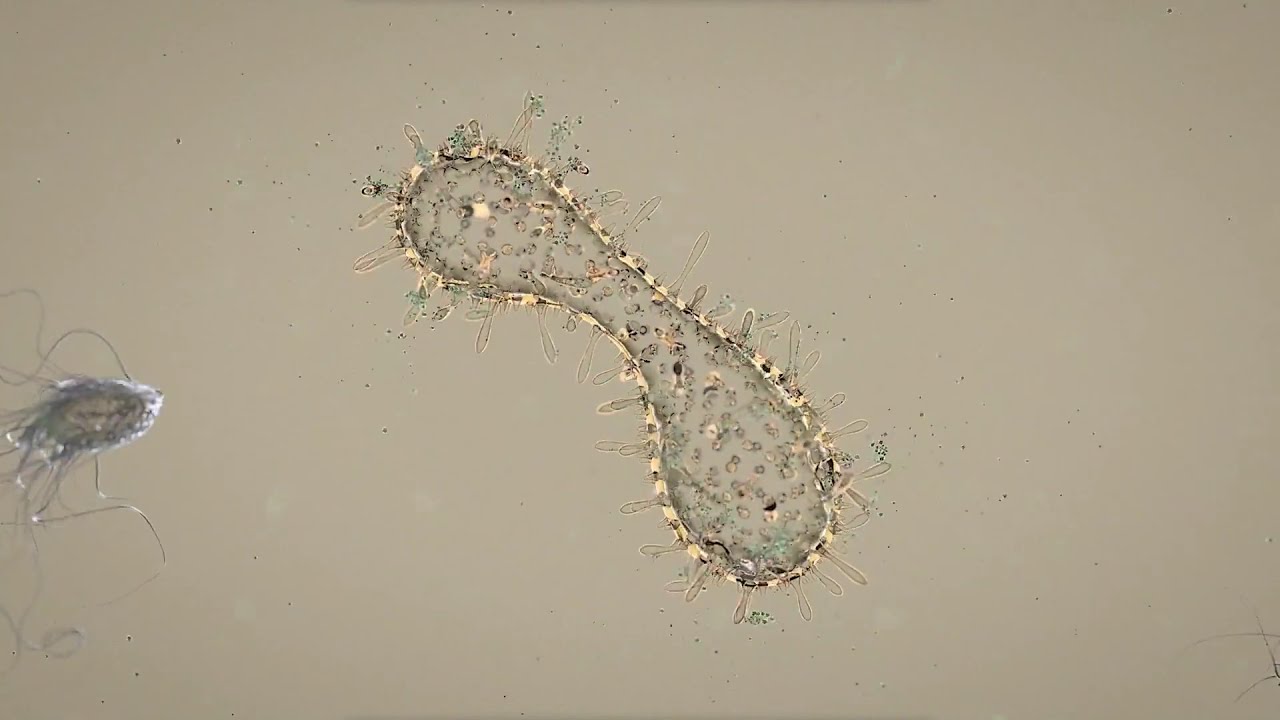 MICROBES GO TO WAR - YouTube