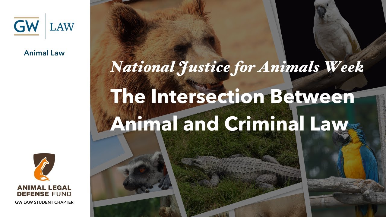 National Justice for Animals Week | The Intersection Between Animal and ...