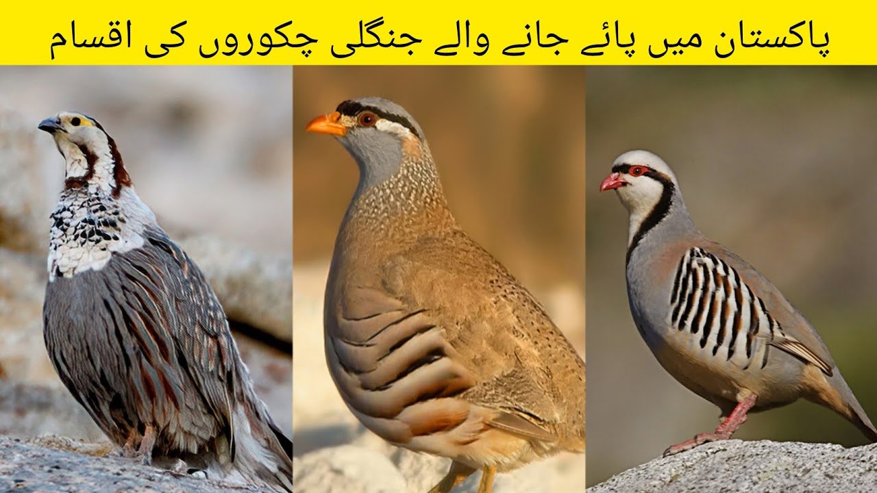 Top 3 Wild chakors Found in Pakistan | Ram Partridge || see see ...