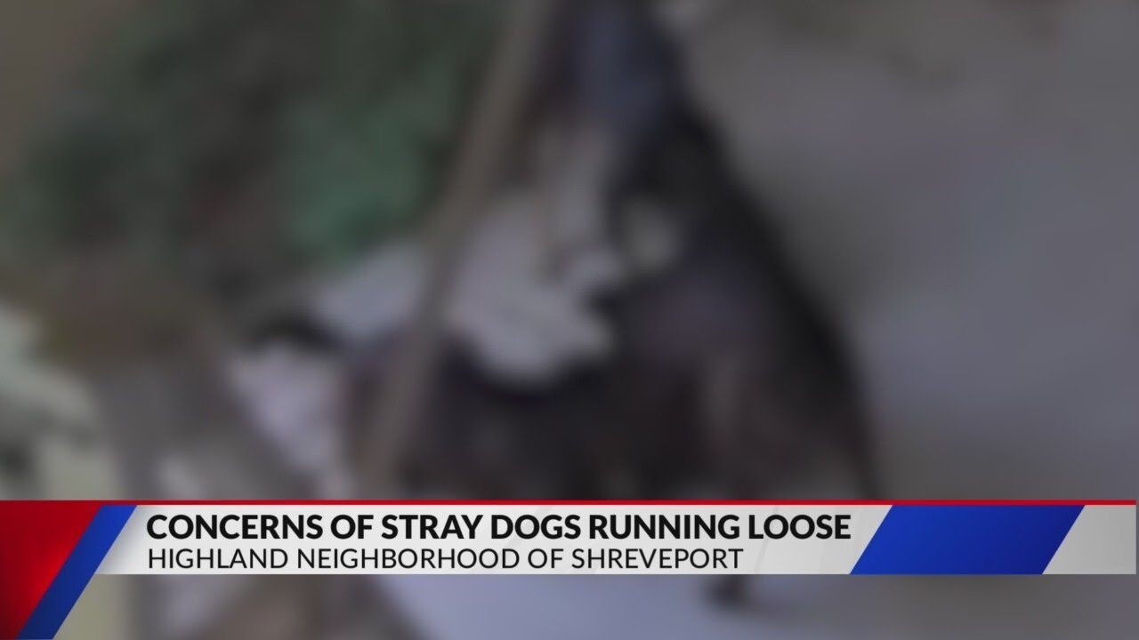 Concerns of stray dogs running loose in Highland - YouTube