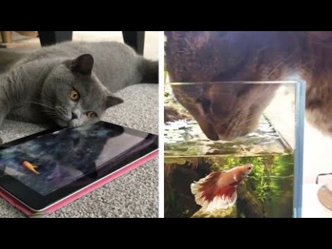 Cats vs Fish compilation - Funny cat videos with fish - YouTube