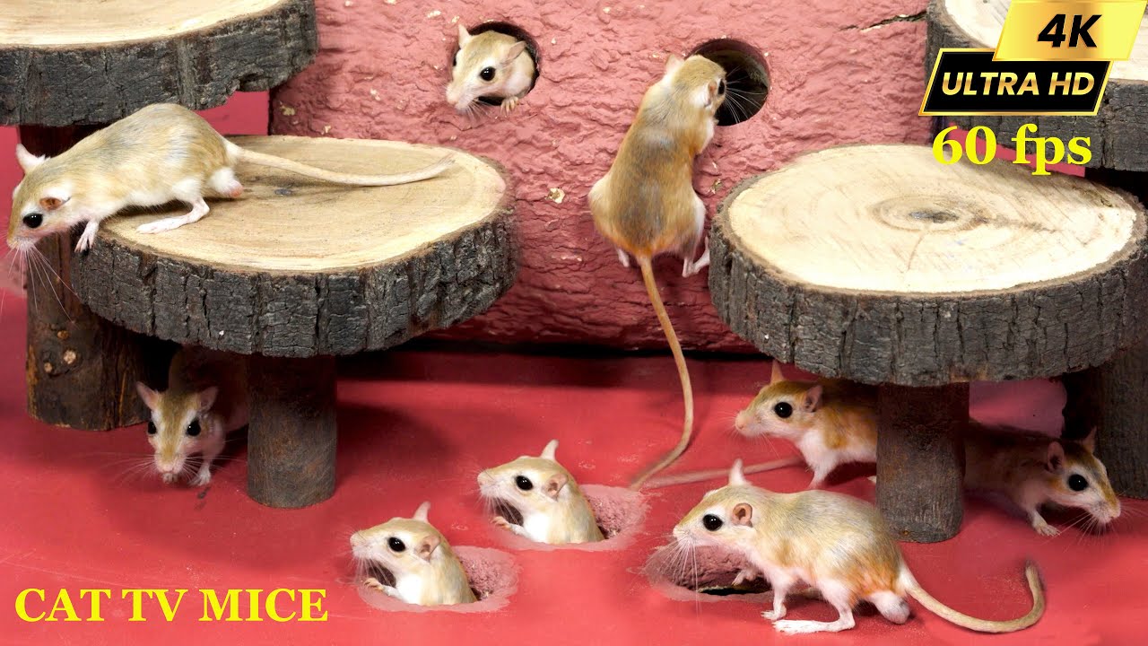 8 Hours Cat TV Games: Mice Hide & Seek in 4K UHD | Relaxing Mouse Video ...