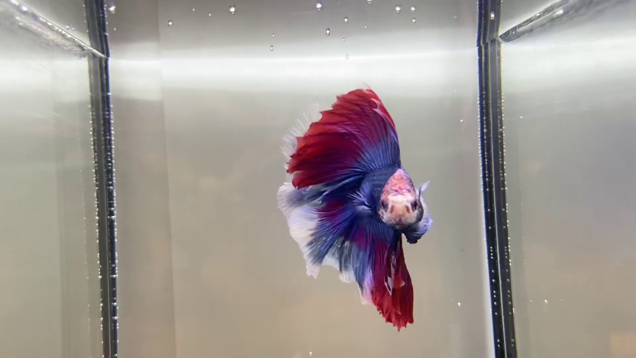 Blue Red Multicolor Doubletail Halfmoon Betta Fish Male @ Züri-Betta ...