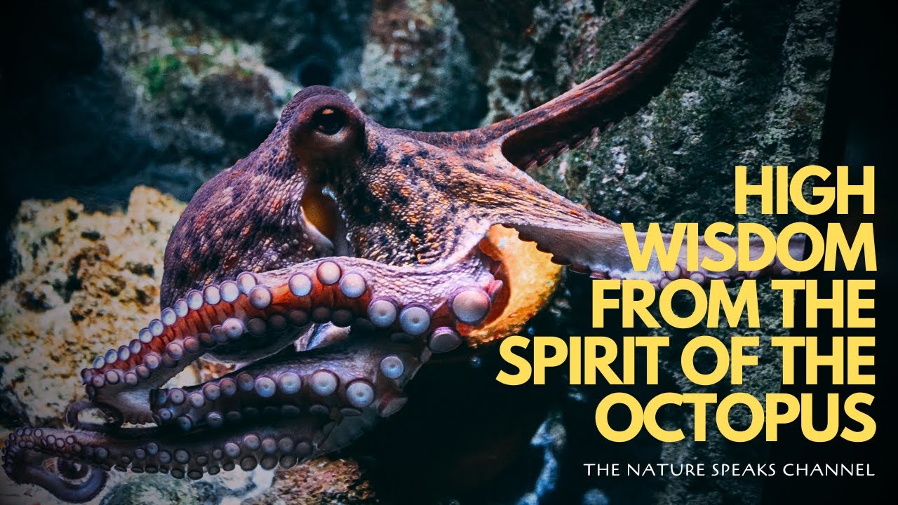 High Wisdom from the Spirit of the Octopus - YouTube