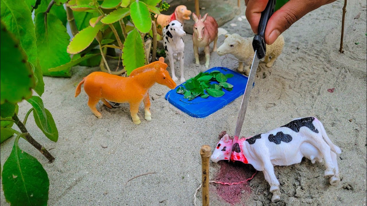 WADIDAU PROSES POTONG SAPI | COW KURBAN - YouTube