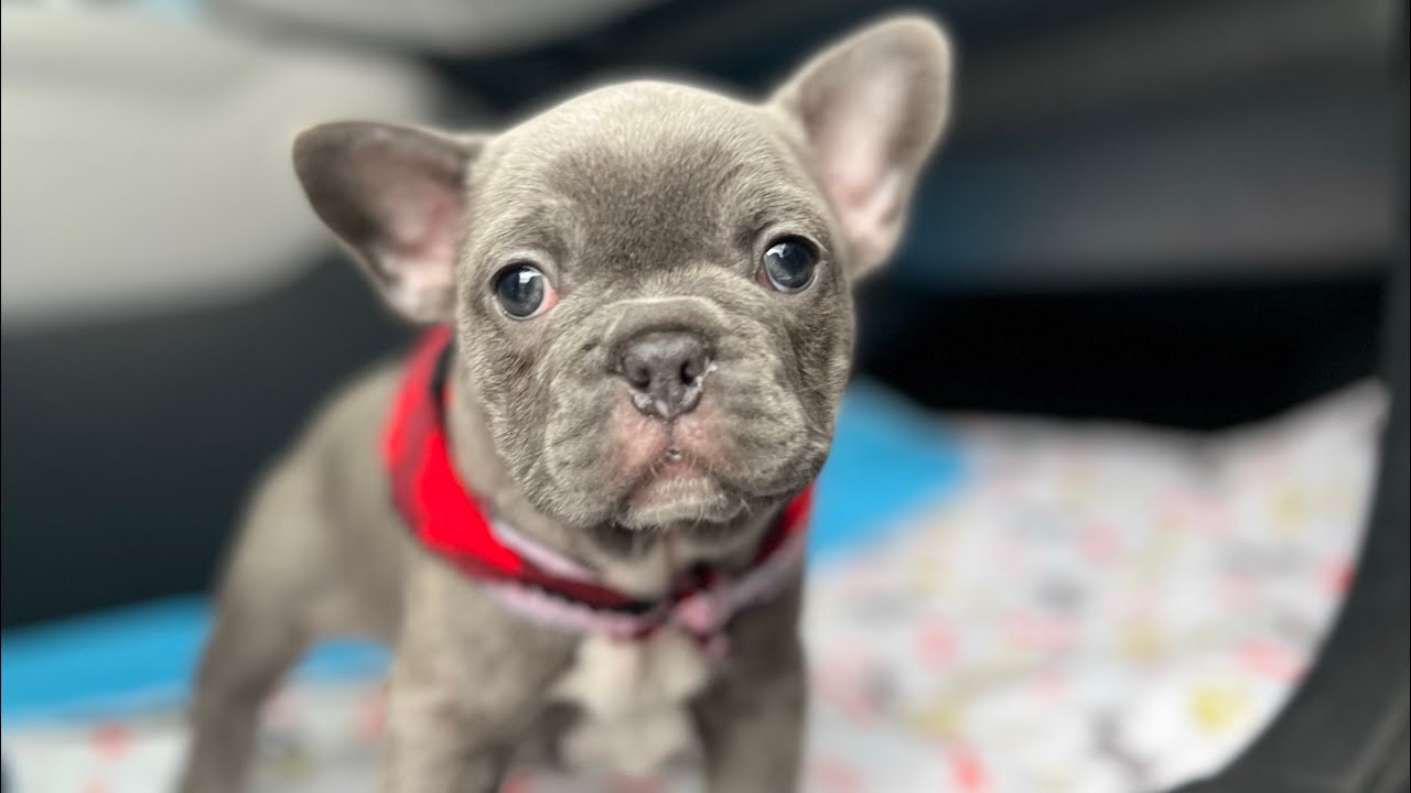 Frenchie Puppy's First Visit to the Vet | Puppy First Time at the ...