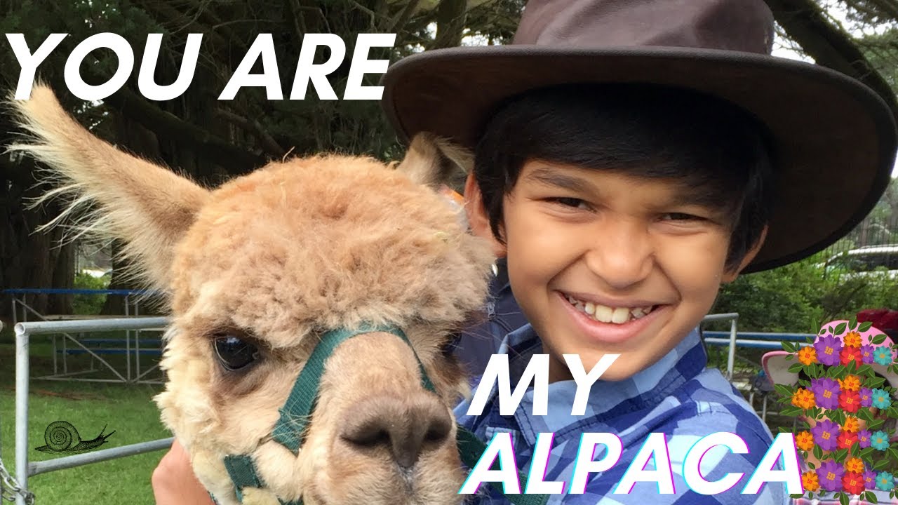 AMAZING YOUNG BOY singing his ORIGINAL SONG 'You Are My Alpaca' | NEW ...
