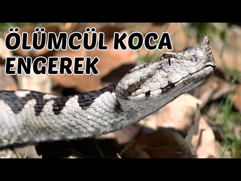 Dev Engerek Yılanı ile Göz Göze Geldim! Alanyada Koca Engerek Yılanı.
