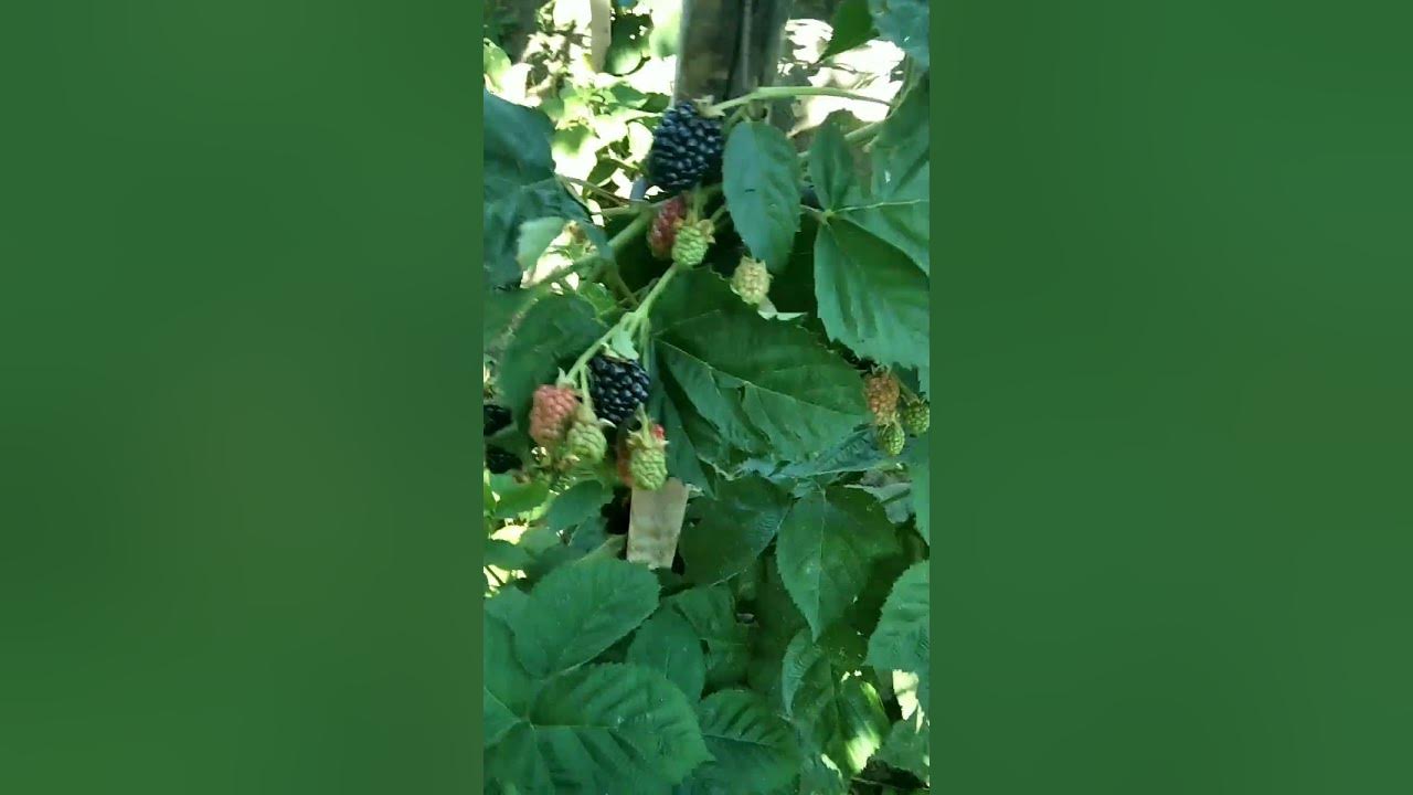 блэк мэджик. - YouTube