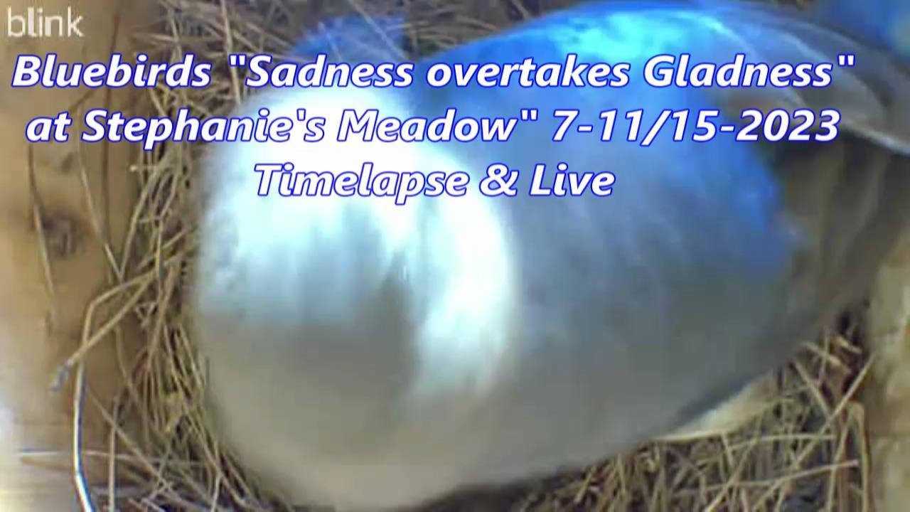 Bluebird "Sadness over Gladness" Stephanie's Meadow 7-11/15 - YouTube