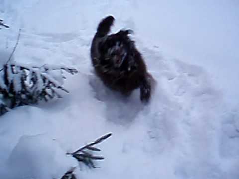 Newfoundland dog running in deep snow - YouTube
