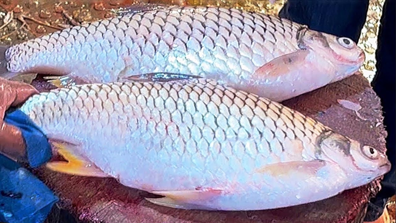 Big Puti Fish Cutting Skills Live in Fish Market | Amazing Fish Cutting ...