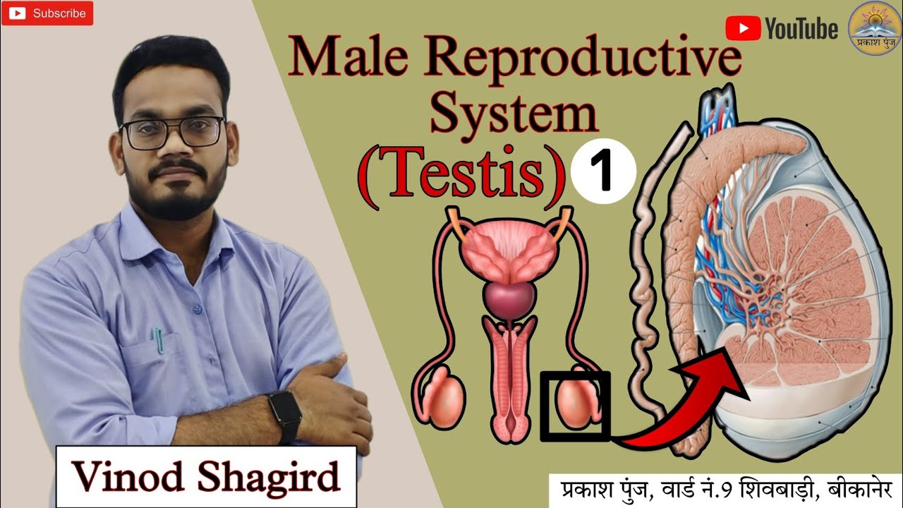 Male Reproductive System (Testis/वृषण)/Class #12th #neet #biology/by ...