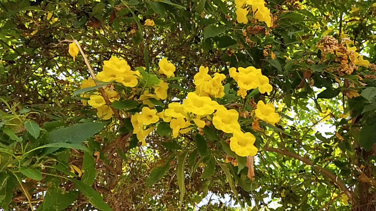 Arali Yellow Flower the beautiful flowers - YouTube