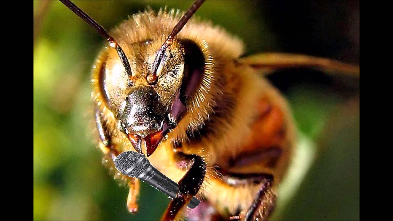 Bee Sting - Buzzing Hive - YouTube