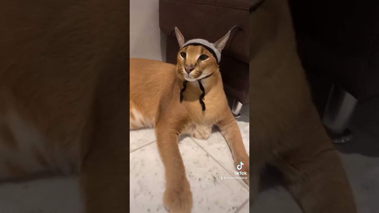 Floppa with your hat - YouTube