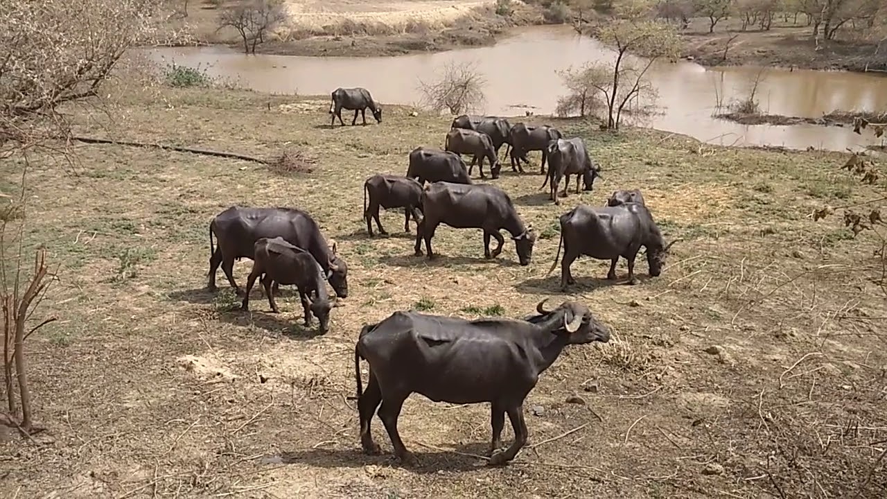 Buffalo videos with Buffalo sound।।amazing buffaloes।। Lion vs Buffalo ...