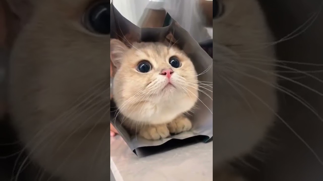 miaw cute #kucing - YouTube