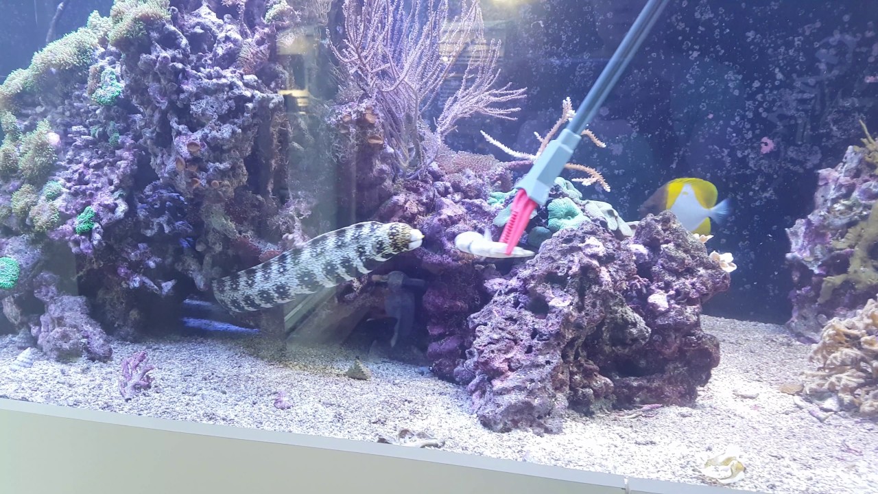 Mauri Moray feeding 15.6.2017 - YouTube